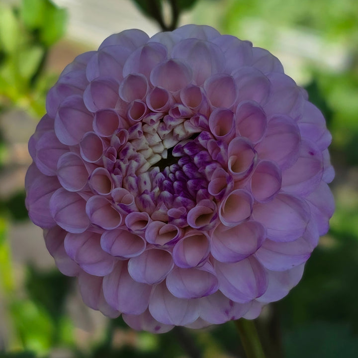 Products – Page 3 – Bayview Gardens